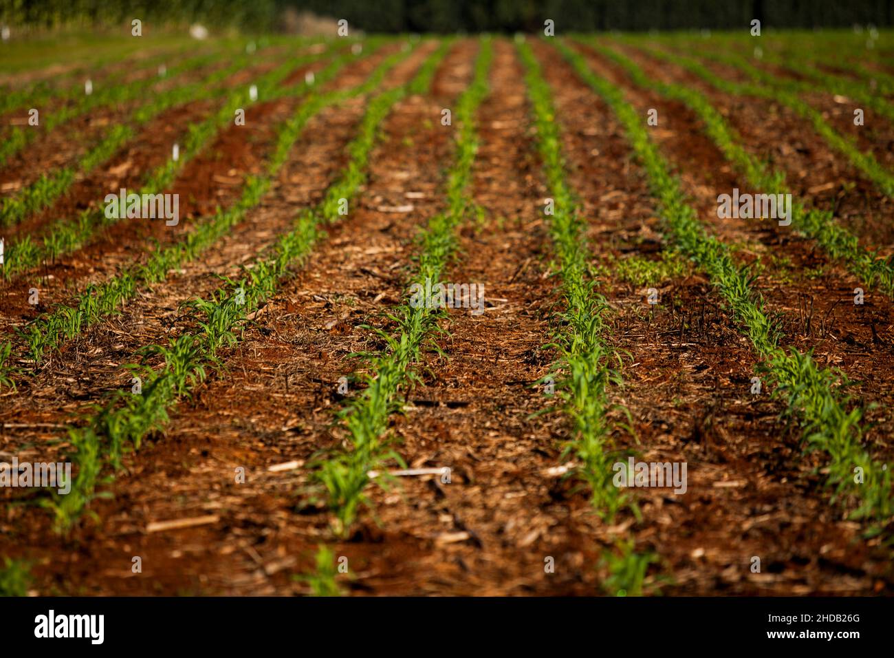 Agricultural land of a farm. Location place in Brazil, agricultural ...