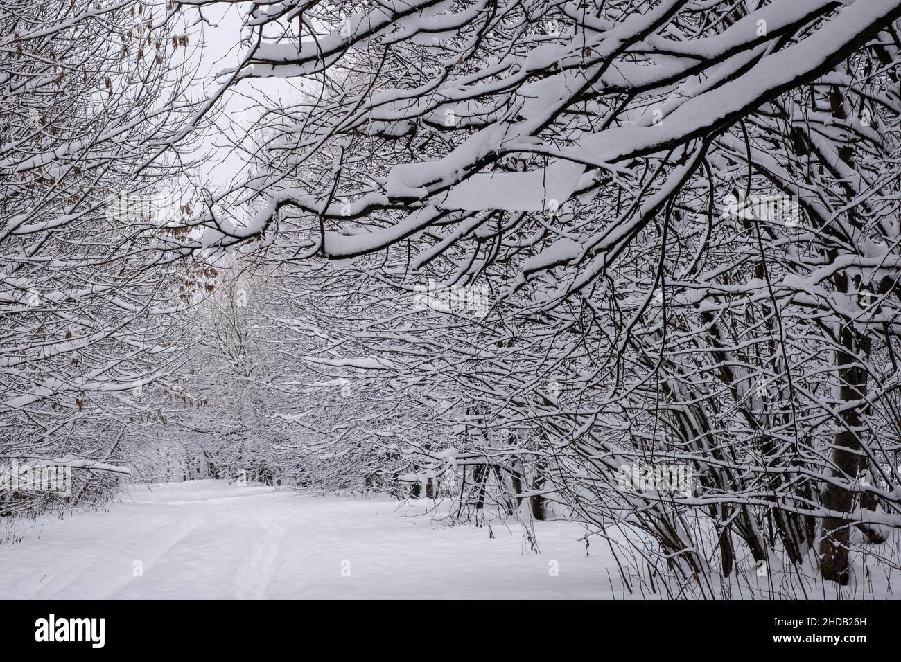 Frosty day. Real winter and snowfall. High quality photo Stock Photo ...
