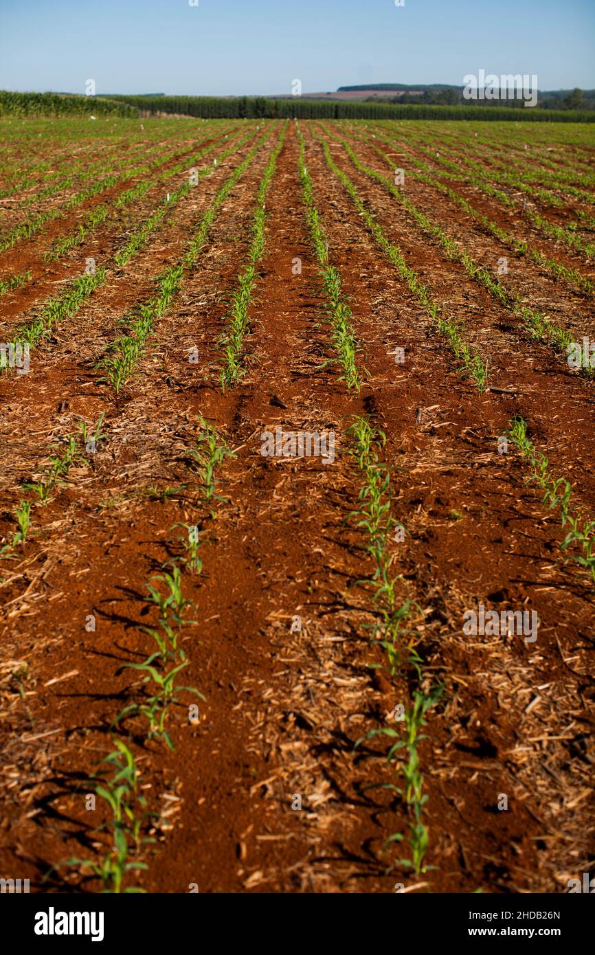 Agricultural land of a farm. Location place in Brazil, agricultural ...