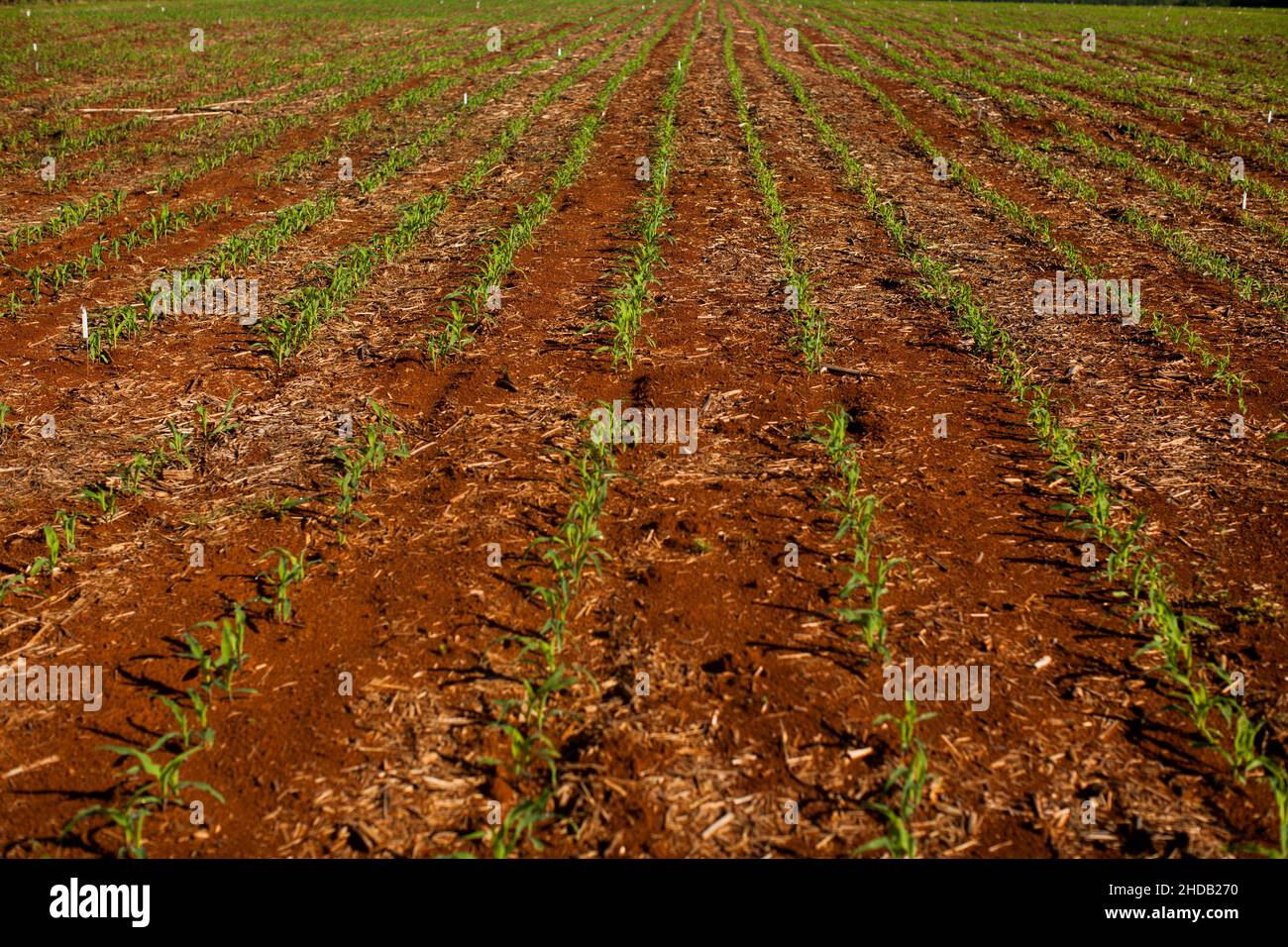 Agricultural land of a farm. Location place in Brazil, agricultural ...