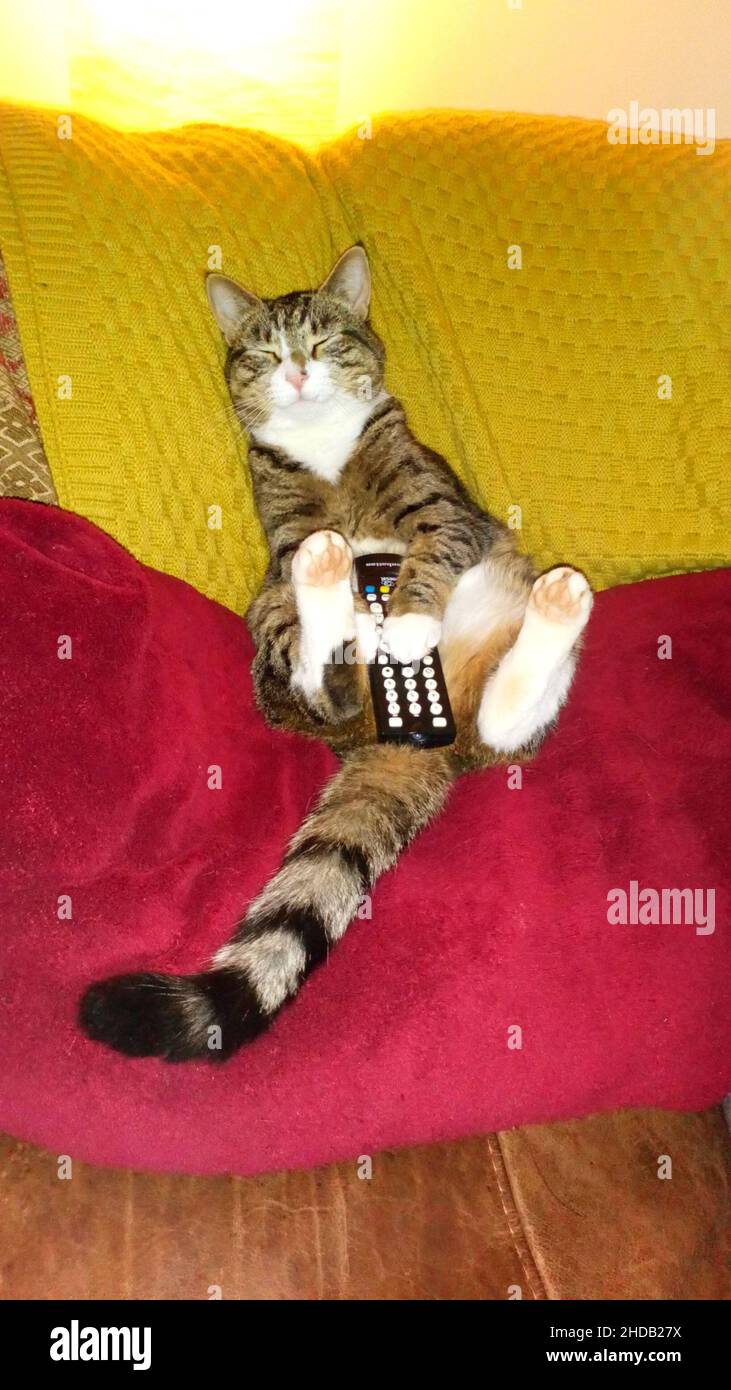 A cute tabby cat who has fallen asleep with a television remote control ...