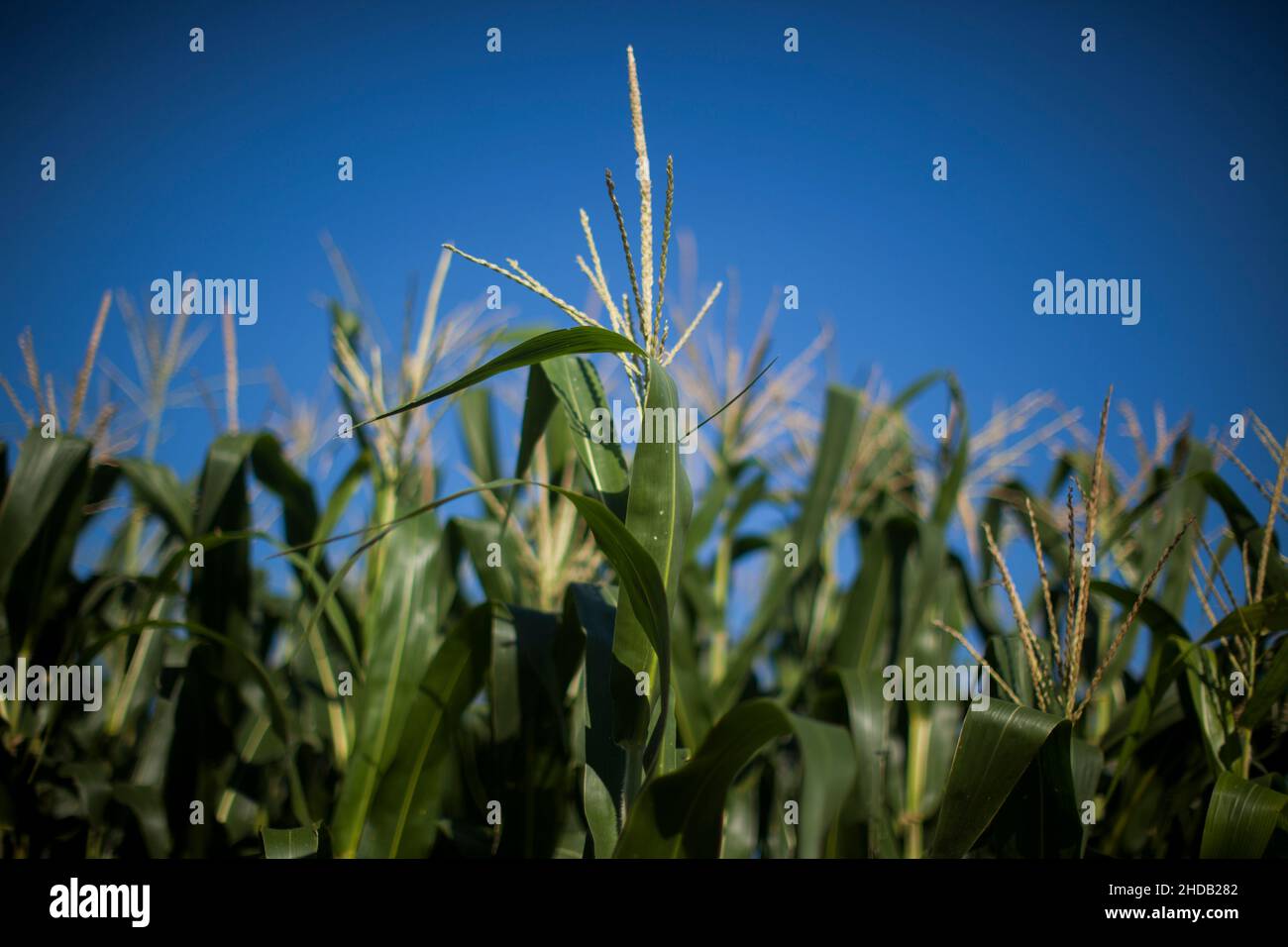 Agricultural land of a farm. Location place in Brazil, agricultural ...
