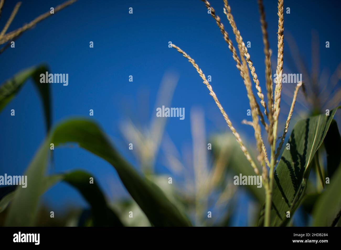Agricultural land of a farm. Location place in Brazil, agricultural ...