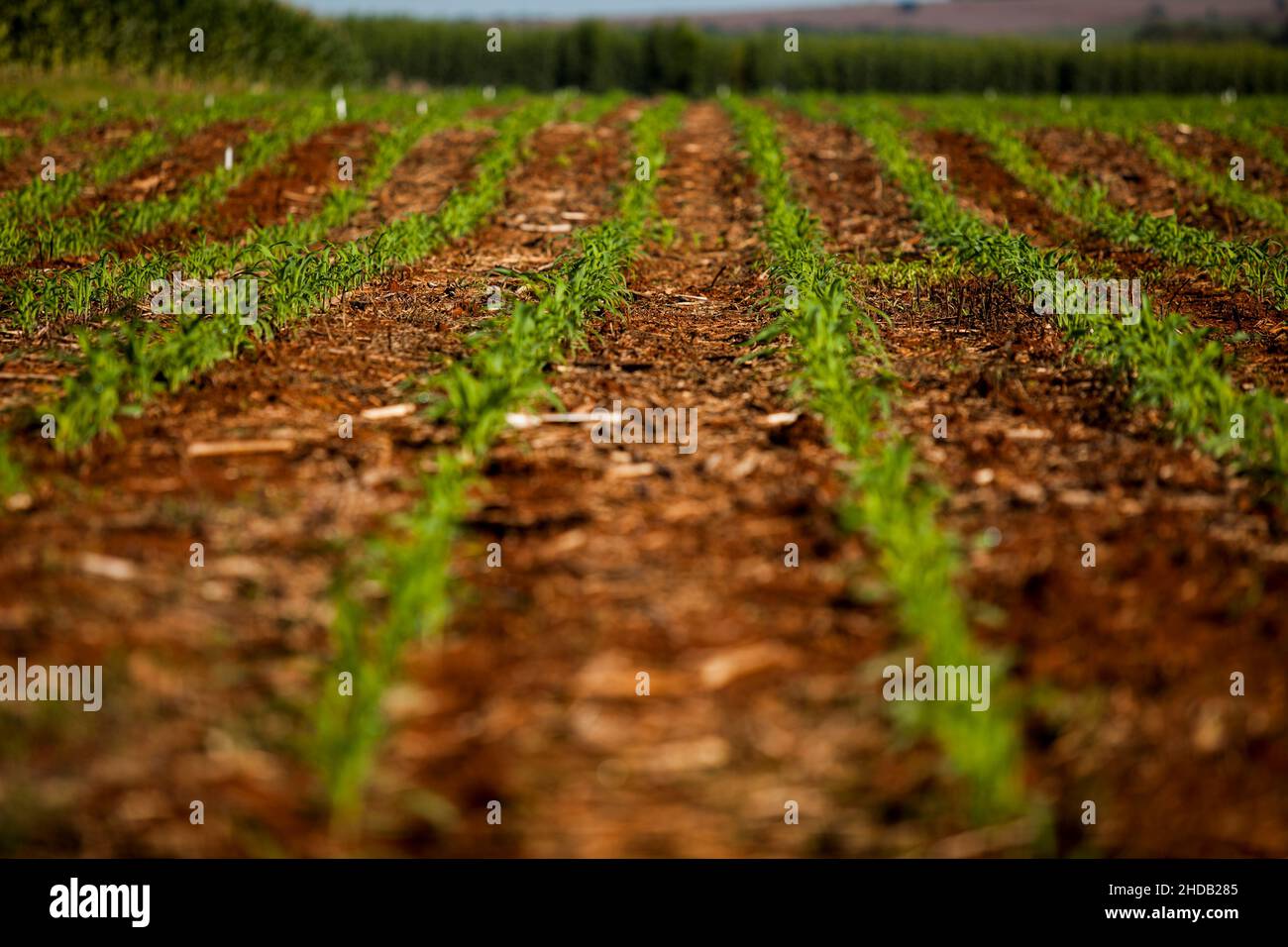 Agricultural land of a farm. Location place in Brazil, agricultural ...