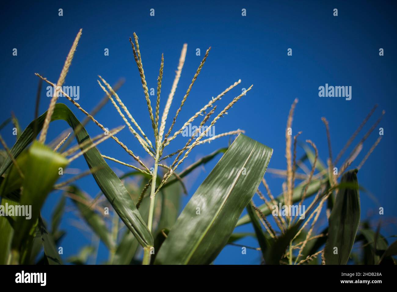 Agricultural land of a farm. Location place in Brazil, agricultural ...