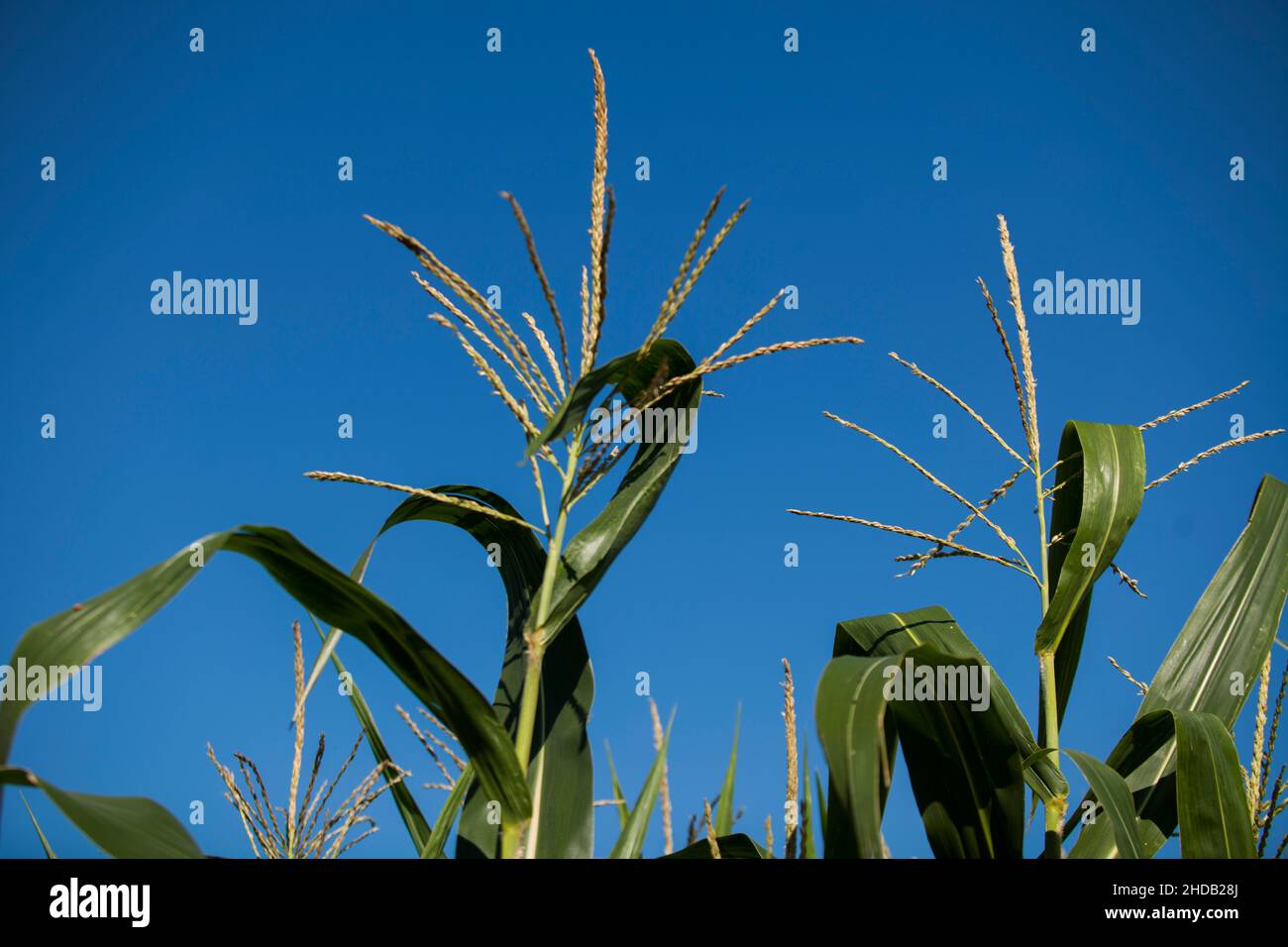 Agricultural land of a farm. Location place in Brazil, agricultural ...