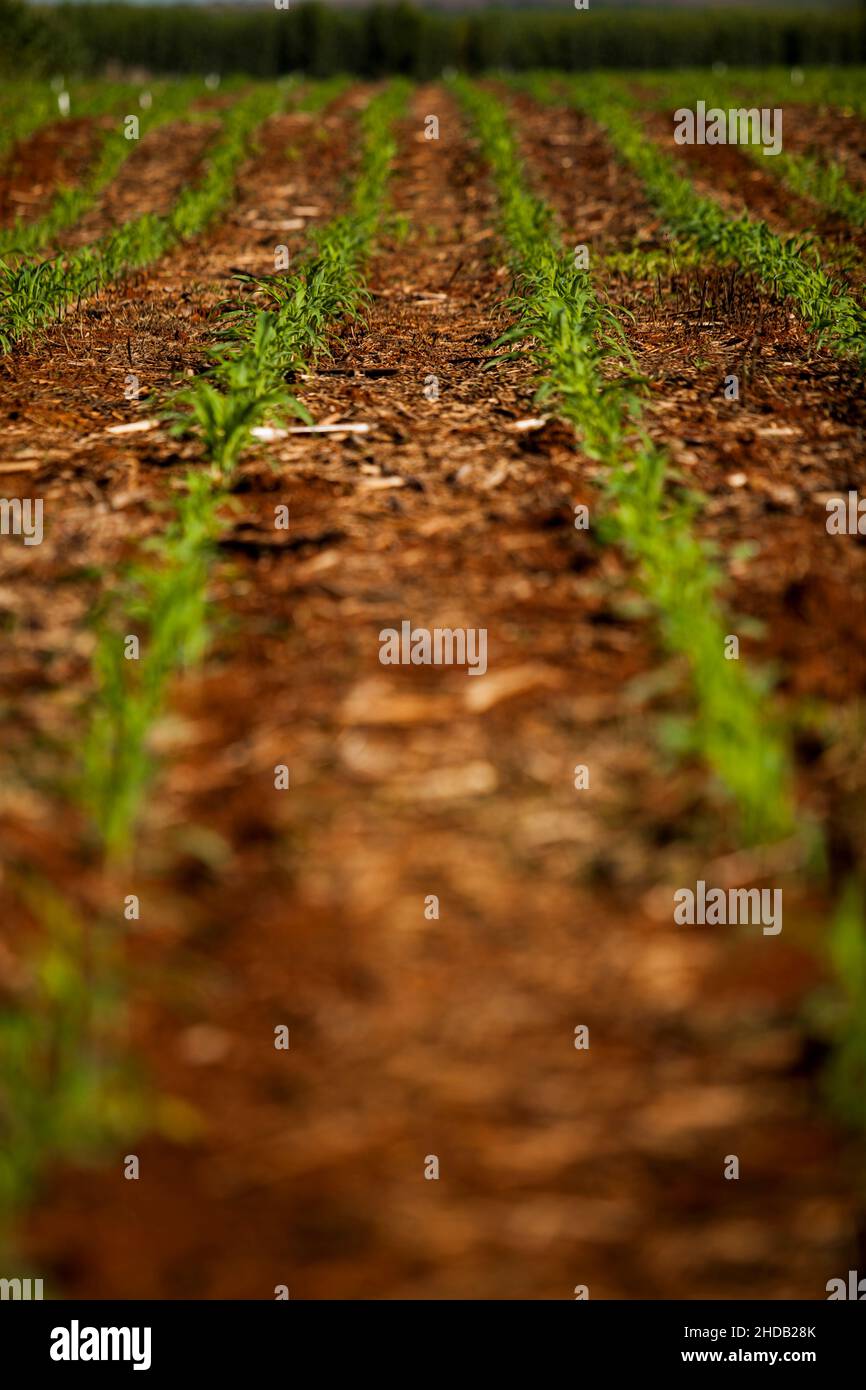 Agricultural land of a farm. Location place in Brazil, agricultural ...
