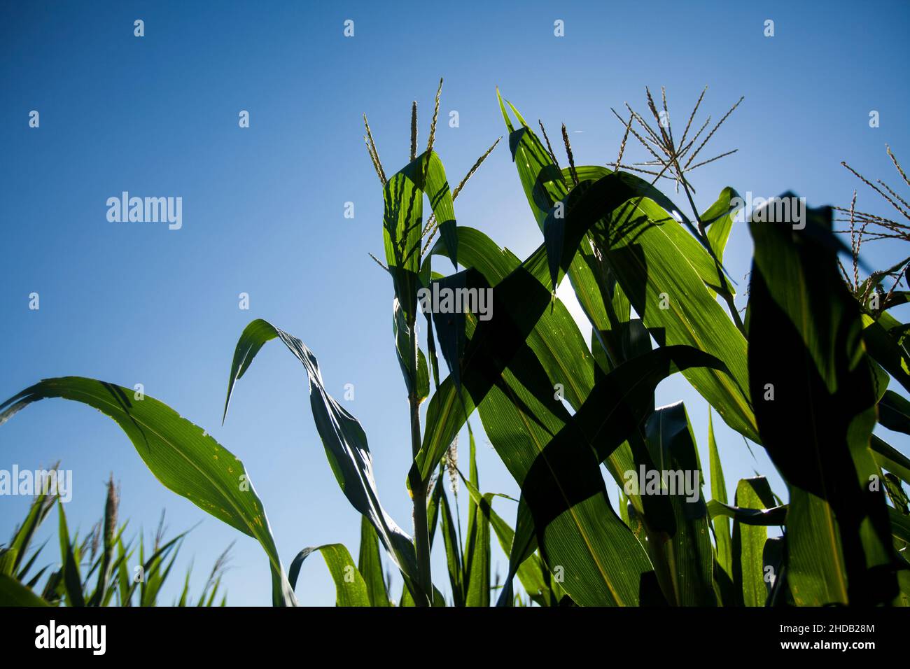 Agricultural land of a farm. Location place in Brazil, agricultural ...