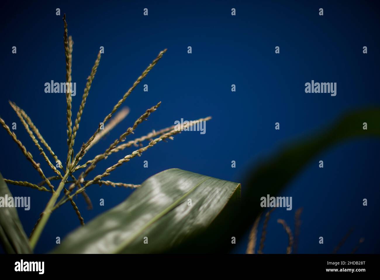 Agricultural land of a farm. Location place in Brazil, agricultural ...