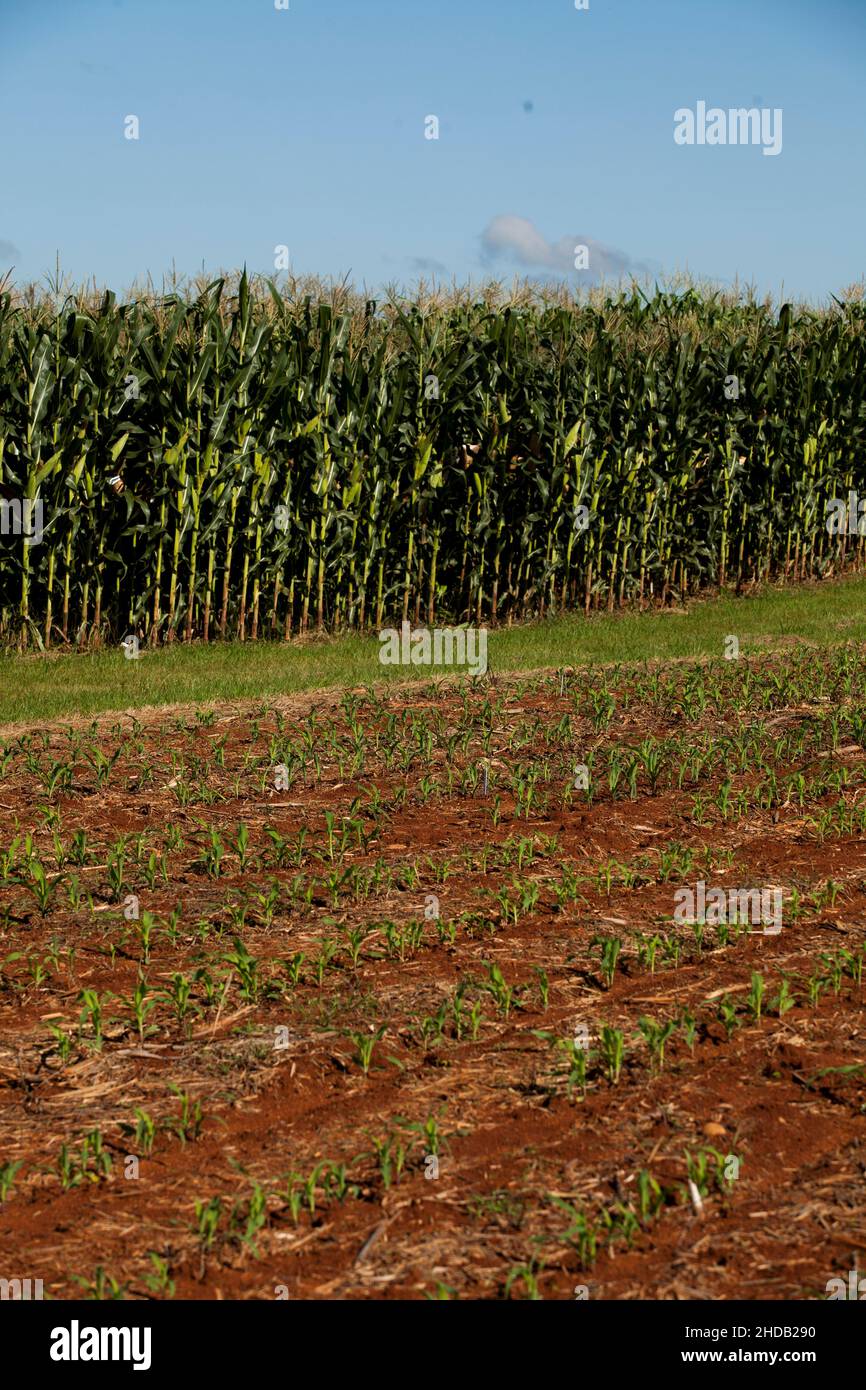 Agricultural land of a farm. Location place in Brazil, agricultural ...