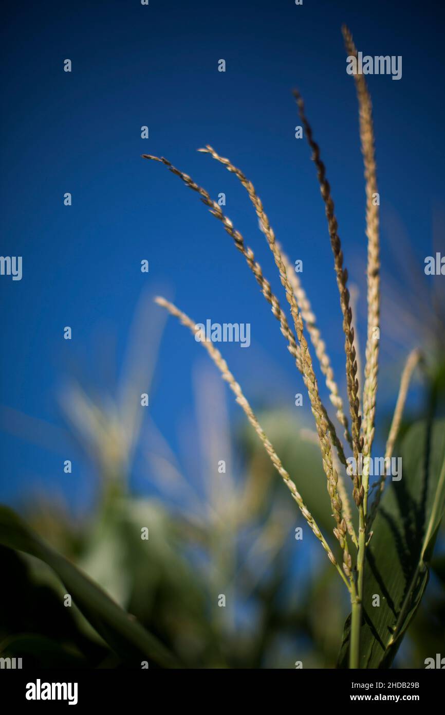 Agricultural land of a farm. Location place in Brazil, agricultural ...