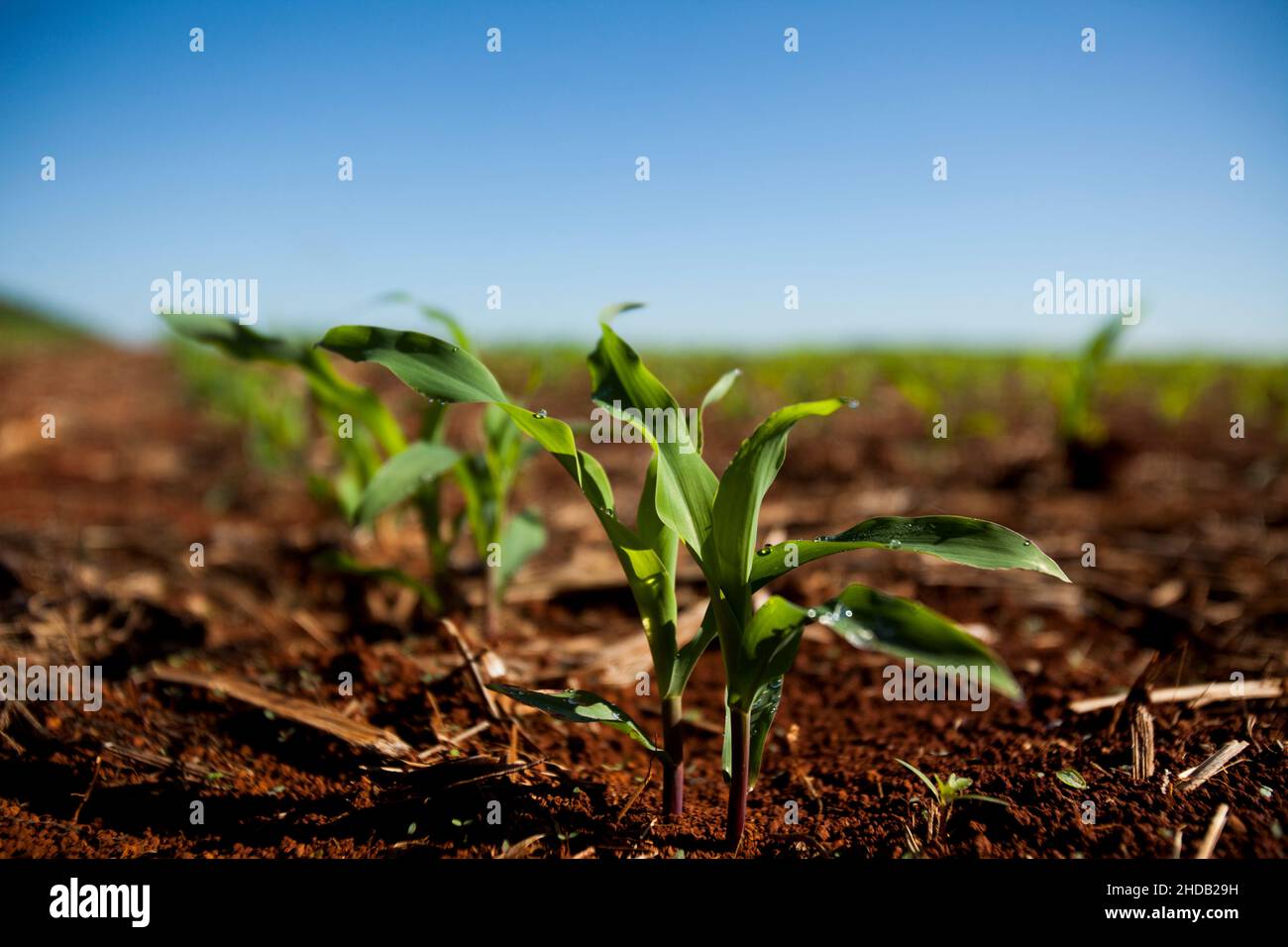 Agricultural land of a farm. Location place in Brazil, agricultural ...