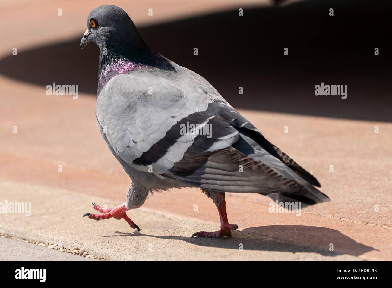 White gray pigeon walking on hi-res stock photography and images - Alamy