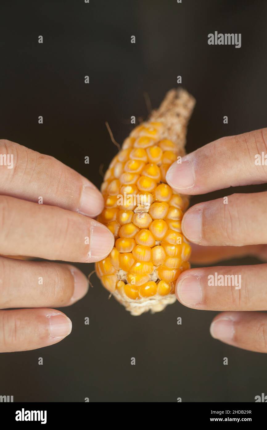 Agricultural land of a farm. Location place in Brazil, agricultural ...