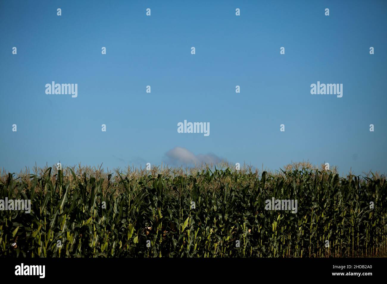 Agricultural land of a farm. Location place in Brazil, agricultural ...