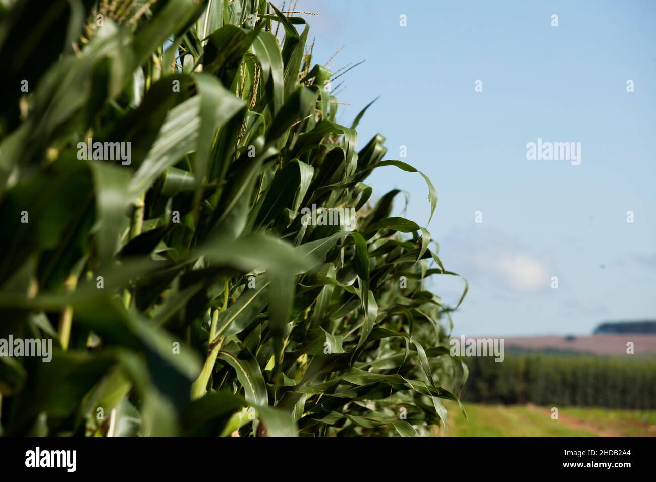 Agricultural land of a farm. Location place in Brazil, agricultural ...