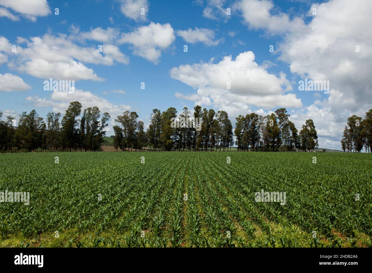 Agricultural land of a farm. Location place in Brazil, agricultural ...