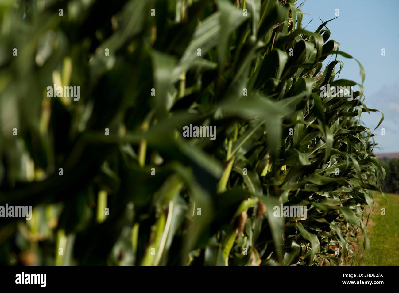 Agricultural land of a farm. Location place in Brazil, agricultural ...