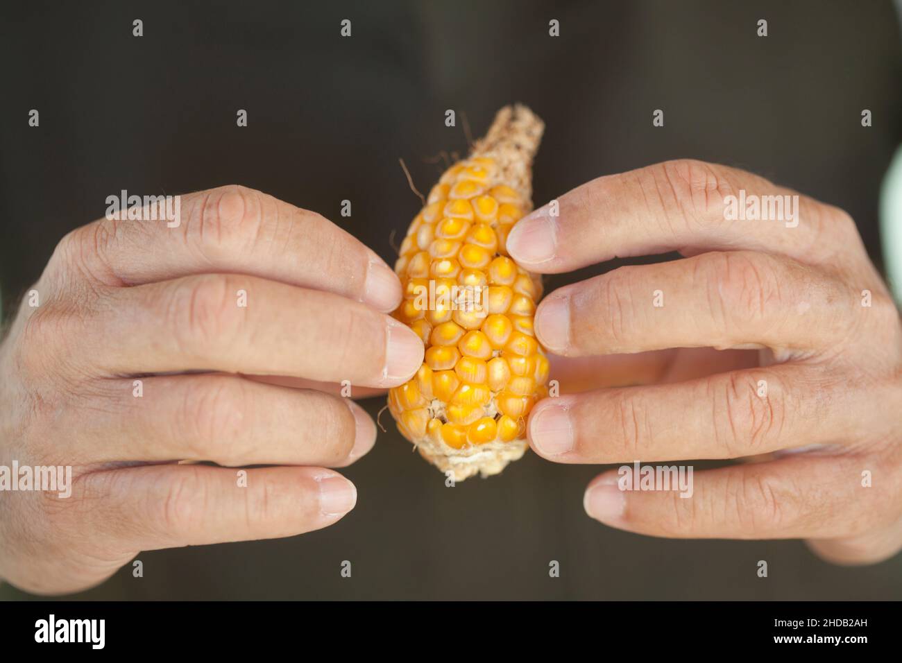 Agricultural land of a farm. Location place in Brazil, agricultural ...