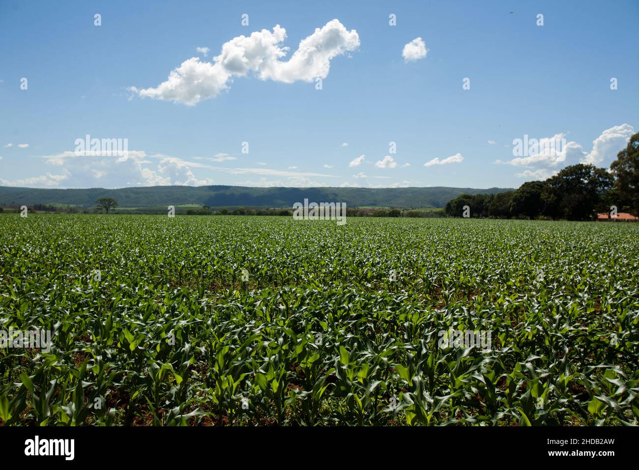 Agricultural land of a farm. Location place in Brazil, agricultural ...
