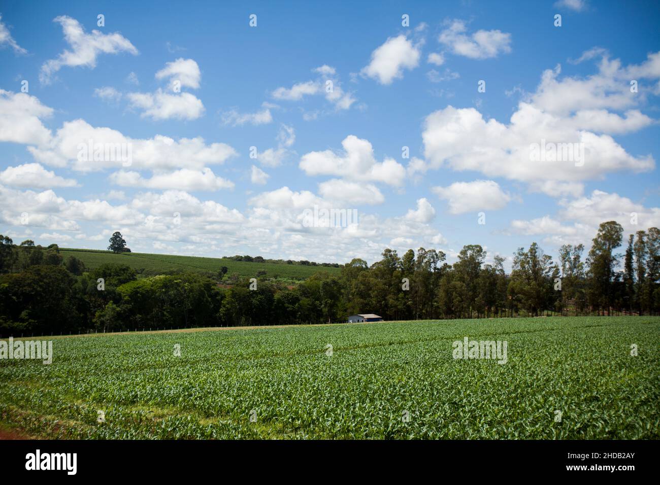 Agricultural land of a farm. Location place in Brazil, agricultural ...