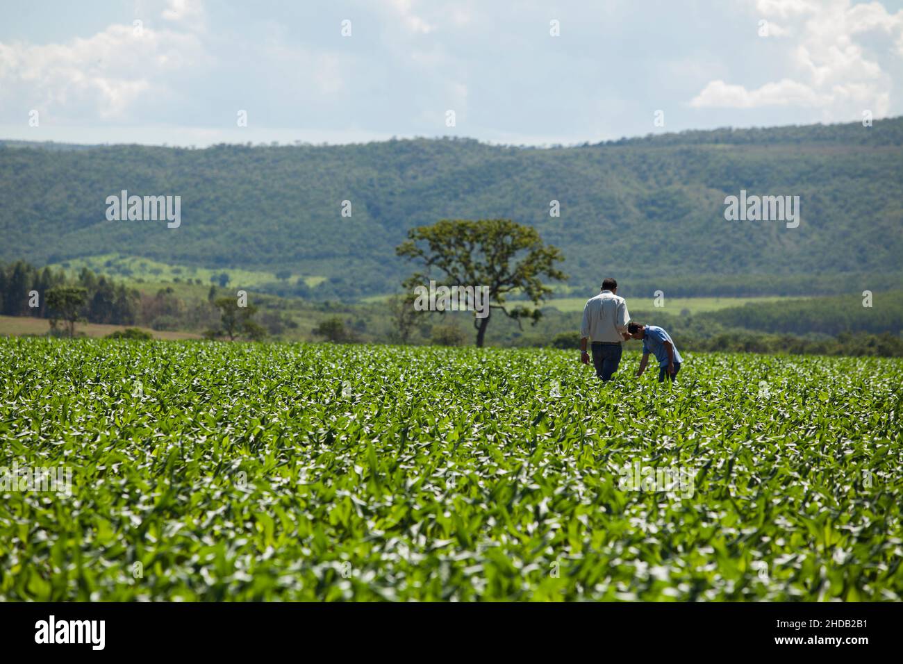 Agricultural land of a farm. Location place in Brazil, agricultural ...