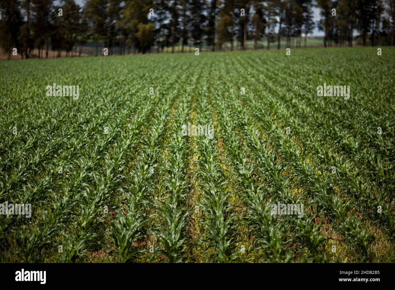 Agricultural land of a farm. Location place in Brazil, agricultural ...