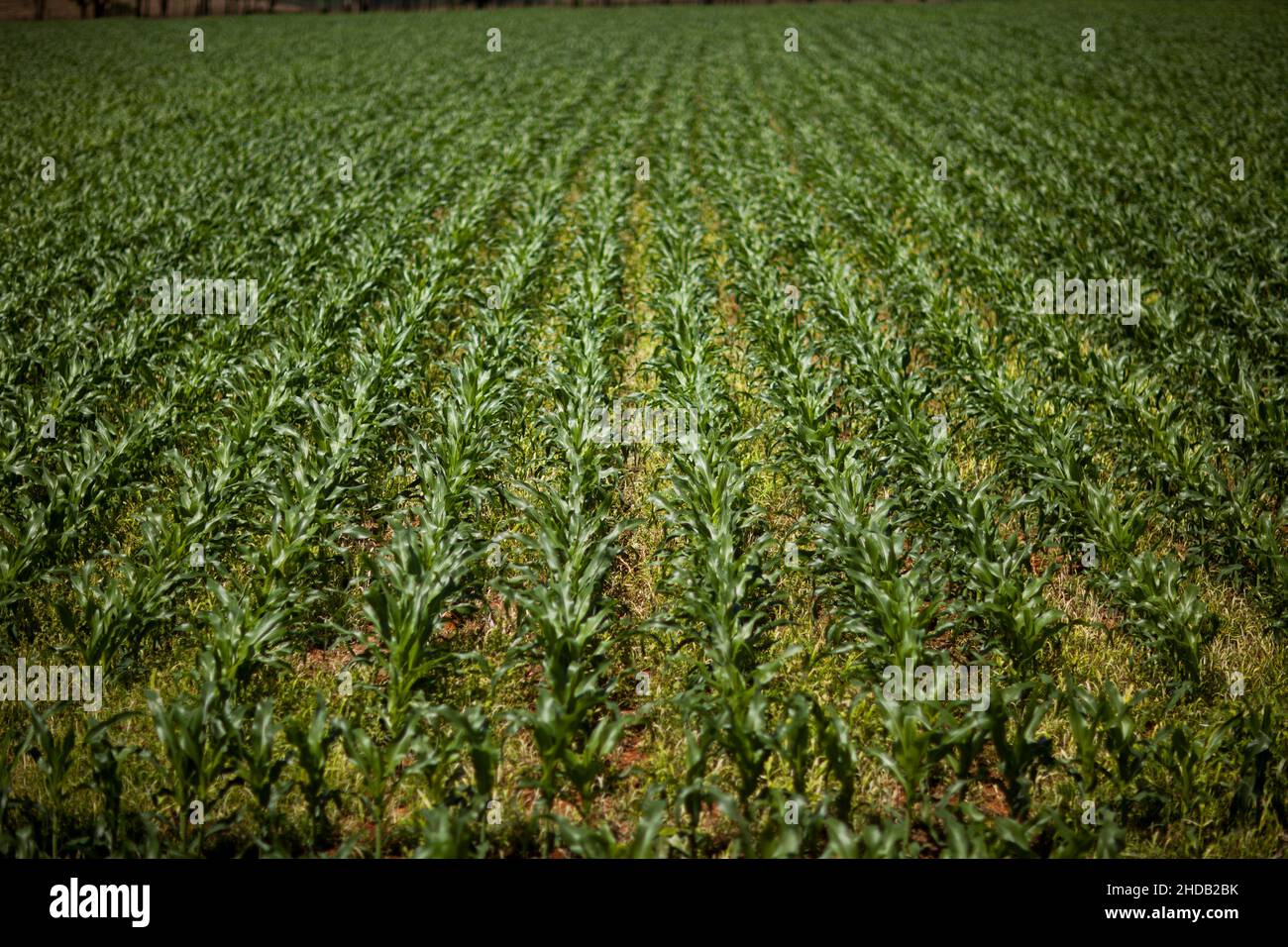 Agricultural land of a farm. Location place in Brazil, agricultural ...