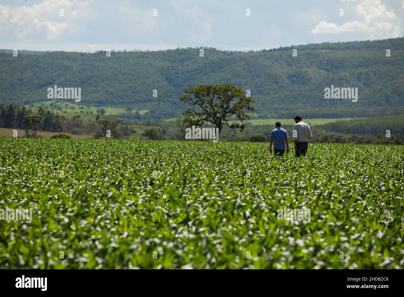 Agricultural land of a farm. Location place in Brazil, agricultural ...