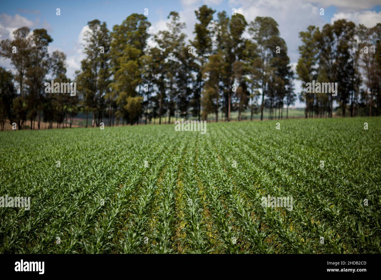Agricultural land of a farm. Location place in Brazil, agricultural ...