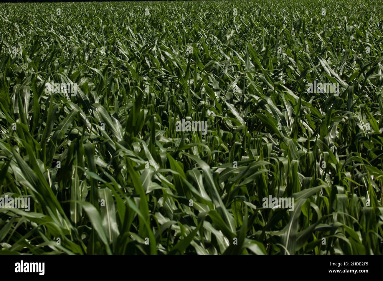 Agricultural land of a farm. Location place in Brazil, agricultural ...