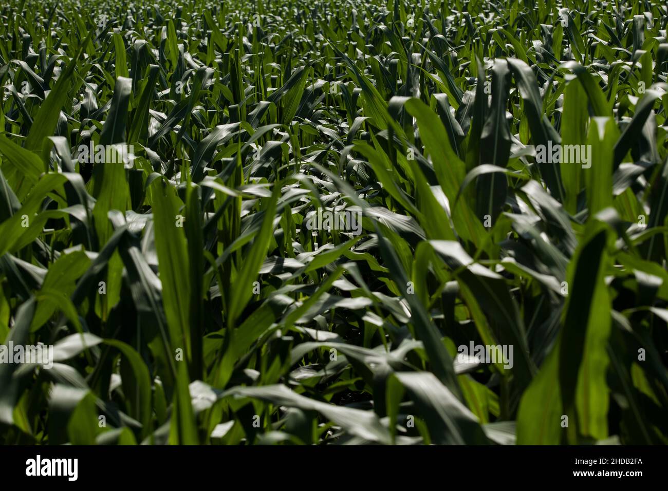 Agricultural land of a farm. Location place in Brazil, agricultural ...