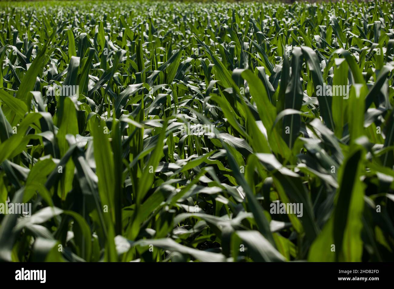Agricultural land of a farm. Location place in Brazil, agricultural ...