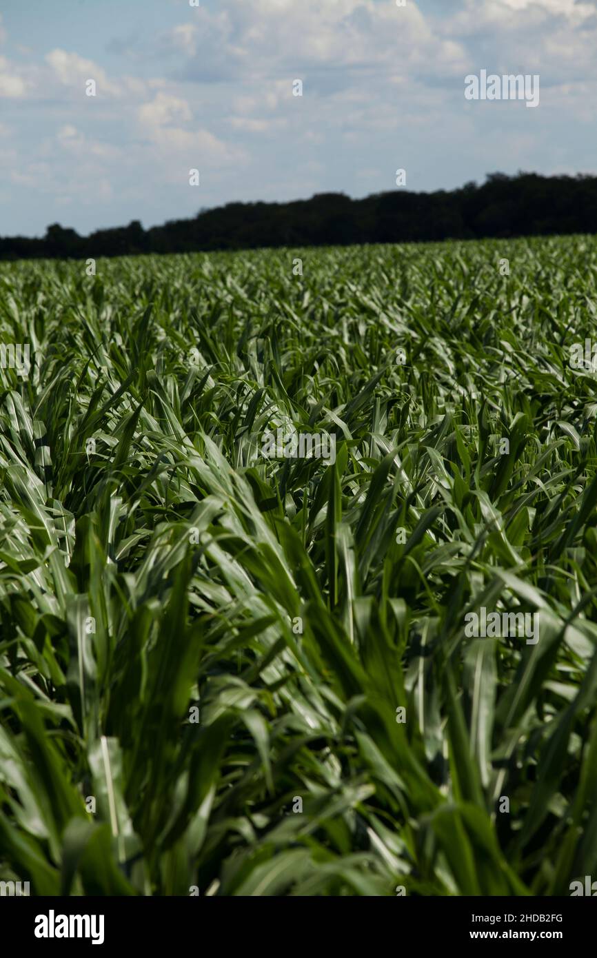 Agricultural land of a farm. Location place in Brazil, agricultural ...