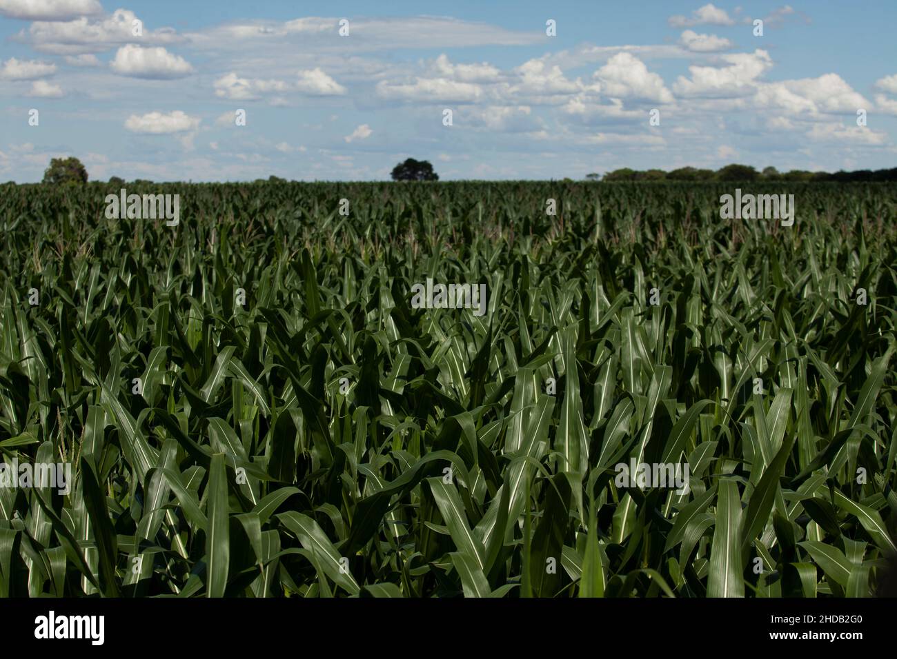 Agricultural land of a farm. Location place in Brazil, agricultural ...