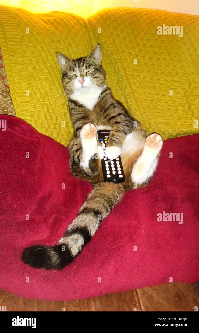 A cute tabby cat who has fallen asleep with a television remote control ...