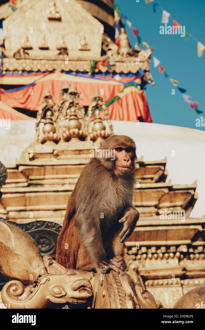 Swayambhunath Temple, The Monkey Temple in Kathmandu Valley, Nepal ...