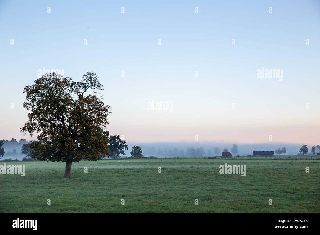 moody tree on meadow in the morning Stock Photo - Alamy