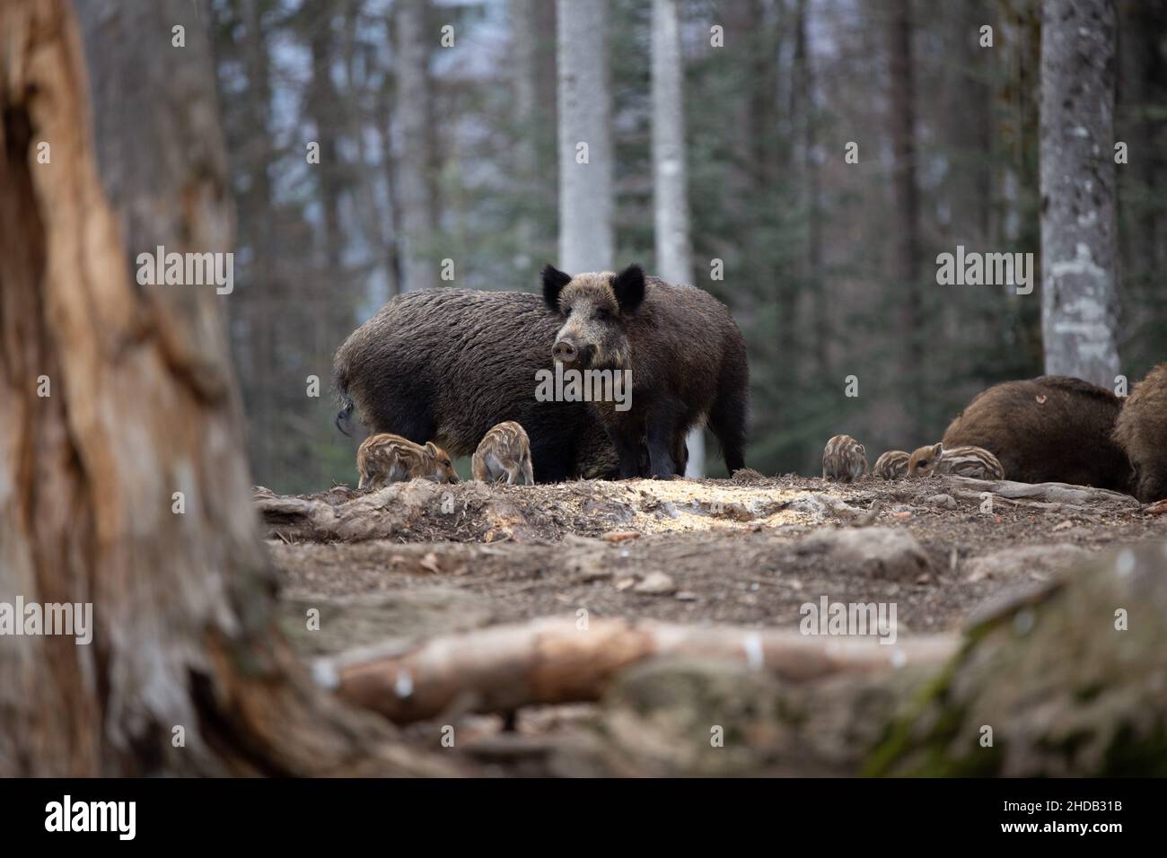 wild boar behind tree trunk in forest with piglets Stock Photo - Alamy