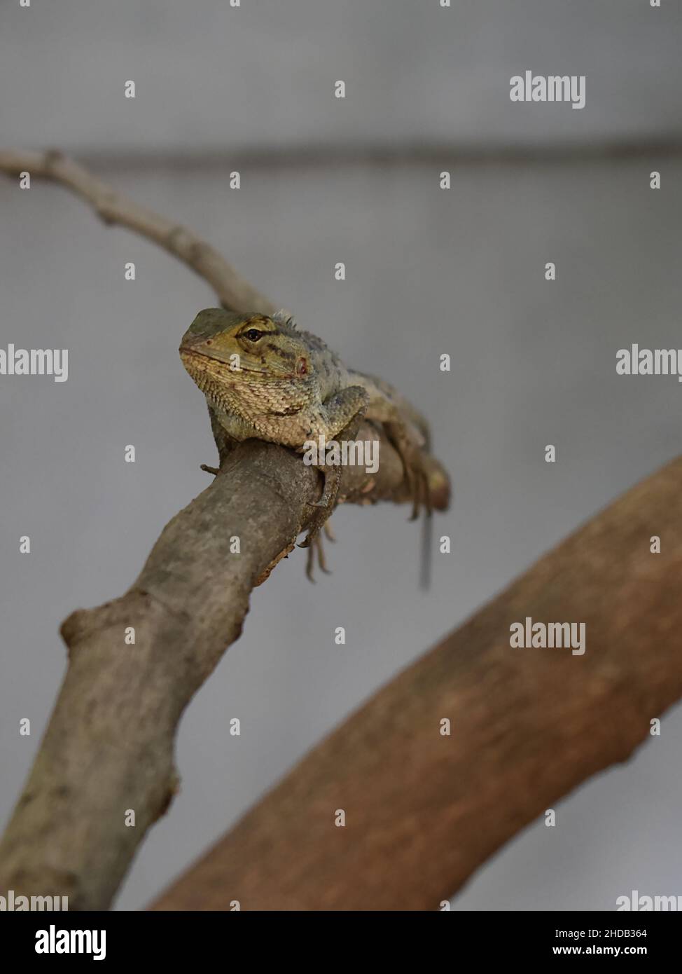 A Lizard Holding on A Tree Branch Stock Photo - Alamy
