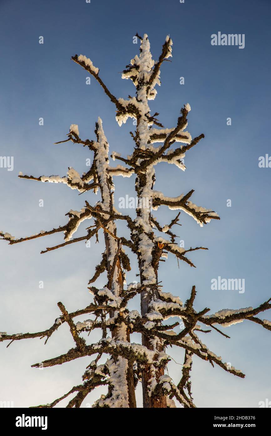 Iced fir trees hi-res stock photography and images - Alamy