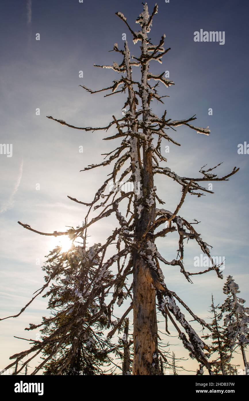Iced tree hi-res stock photography and images - Alamy