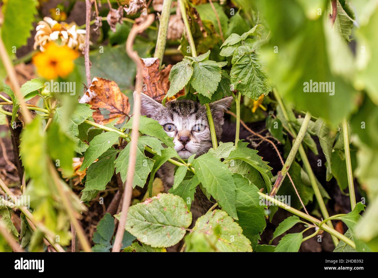 baby cat looking through plants Stock Photo - Alamy