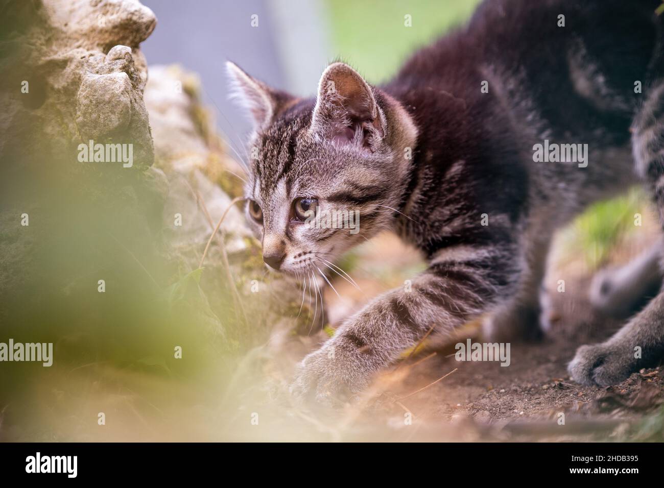 curious baby cat exploring its environment Stock Photo - Alamy