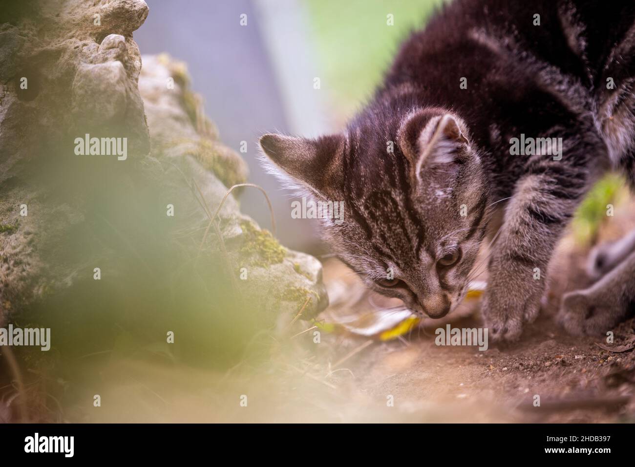 curious baby cat exploring its environment Stock Photo - Alamy