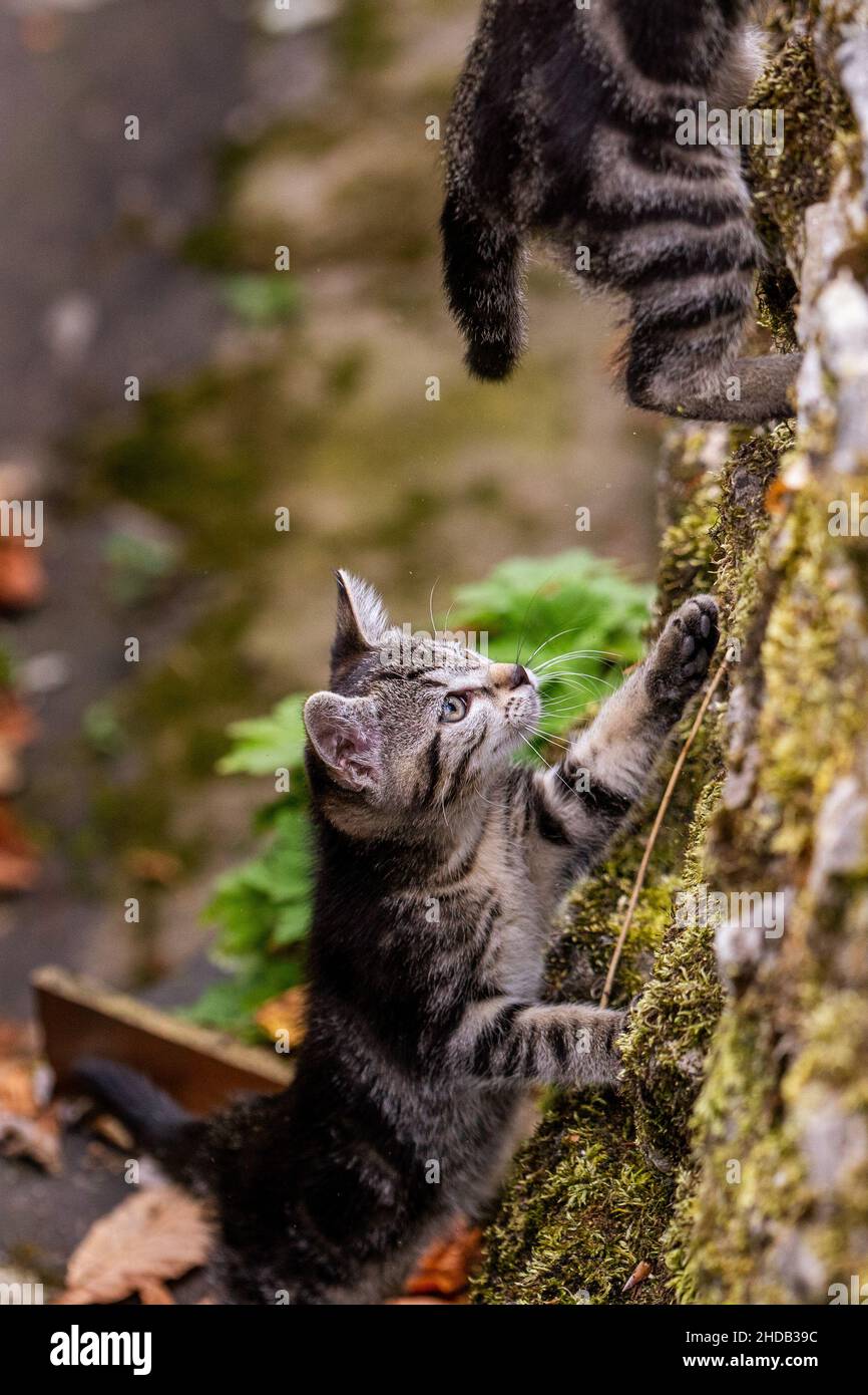baby cats playing together Stock Photo - Alamy