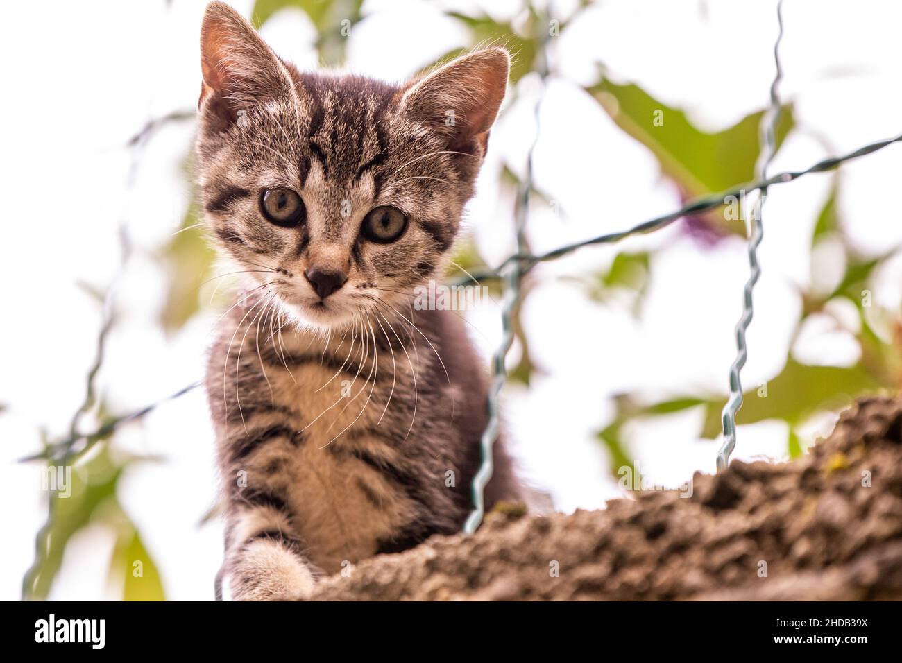baby cat looking into camera through fence Stock Photo - Alamy