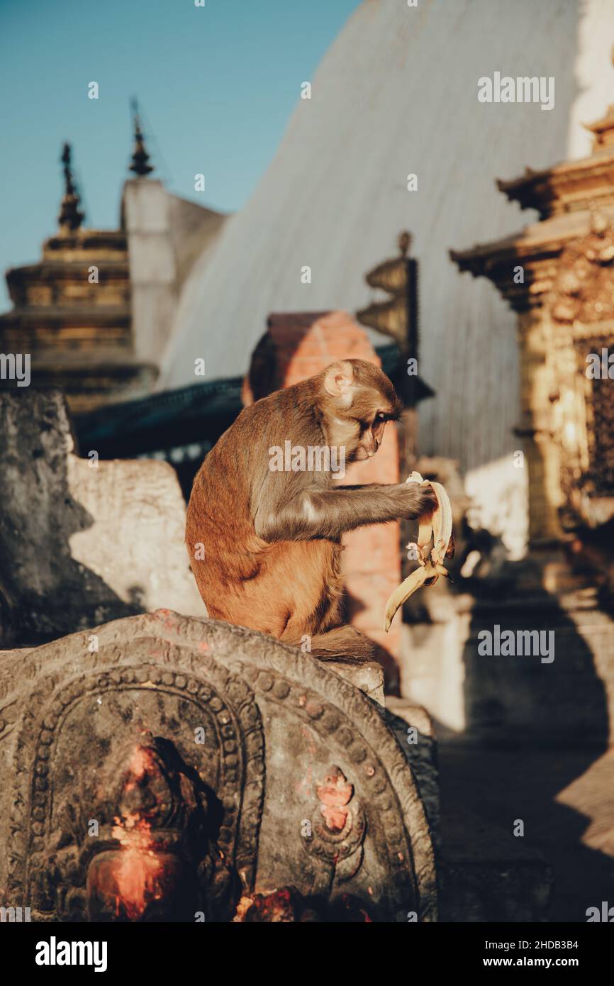 Swayambhunath Temple, The Monkey Temple in Kathmandu Valley, Nepal ...