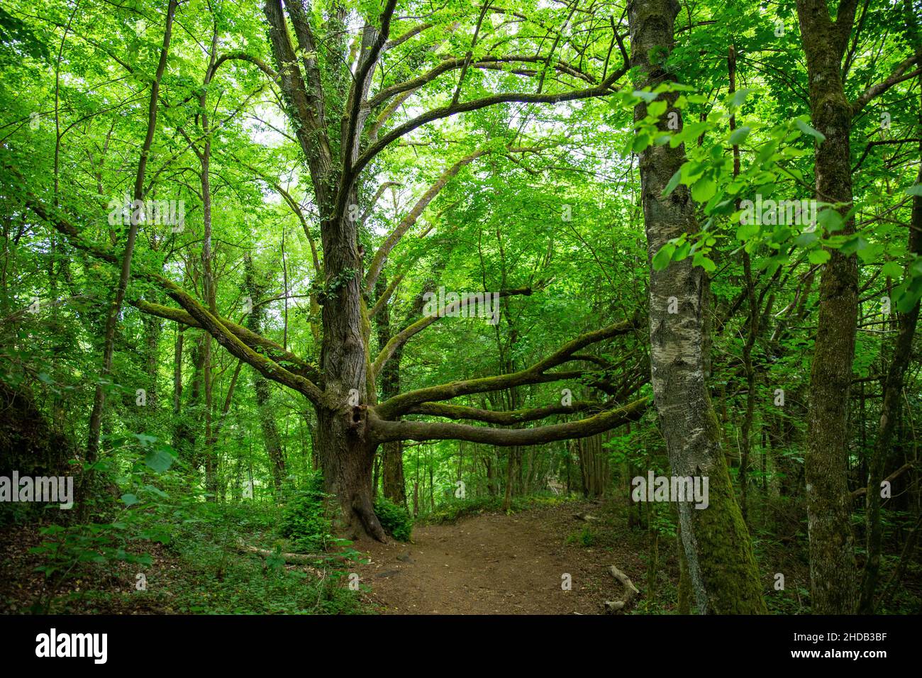 Wide tree hi-res stock photography and images - Alamy
