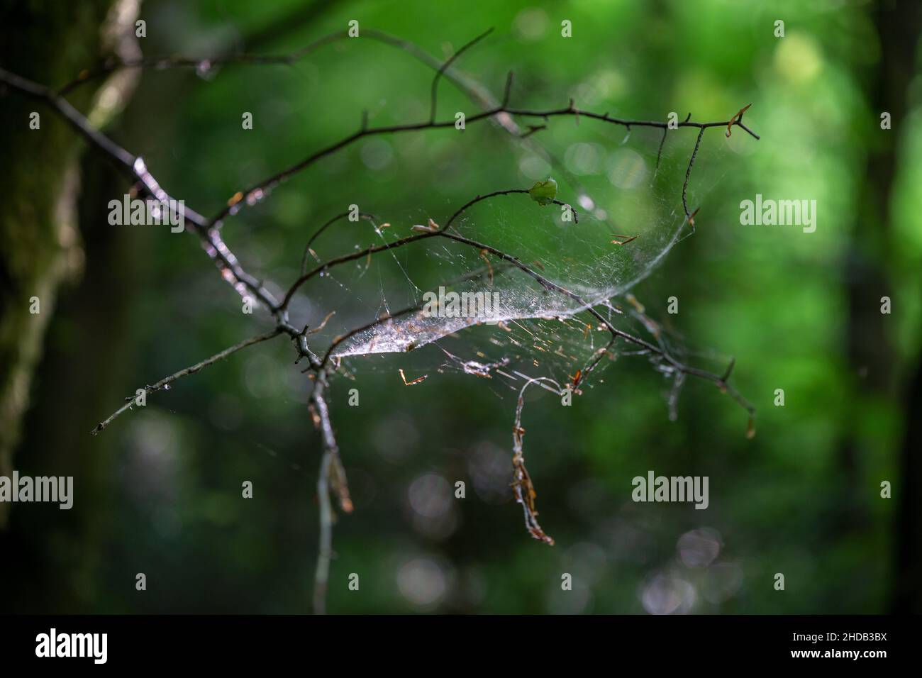 Forest spider web hi-res stock photography and images - Alamy